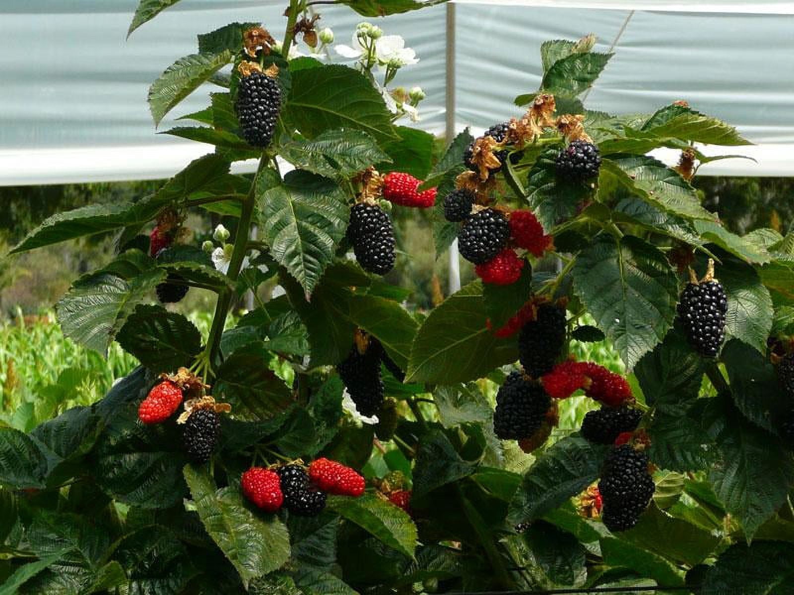 Prime Ark Freedom Blackberry 1 Gallon Medium To Large Berries with ...