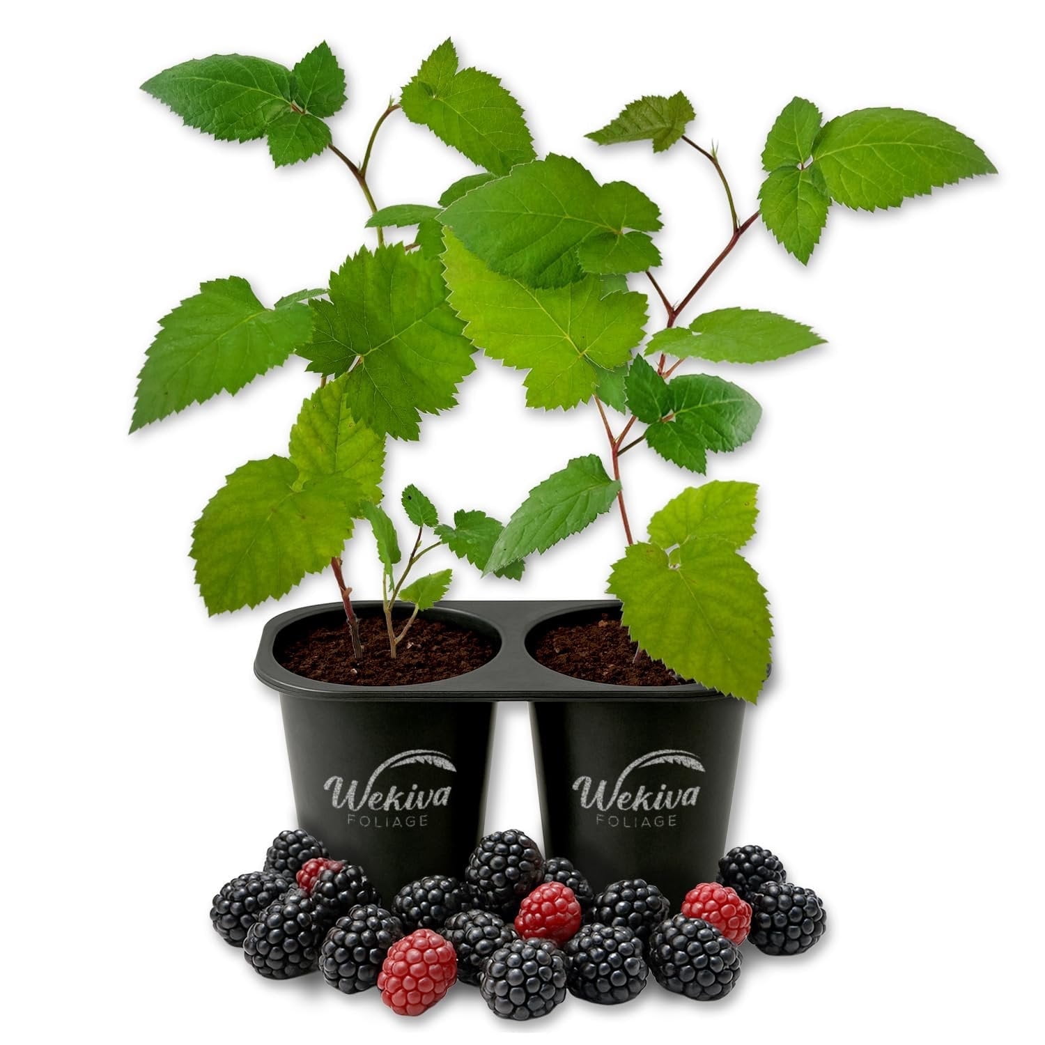 Prime Ark Horizon Blackberry Plant - 2 Live Starter Plants - Rubus ...