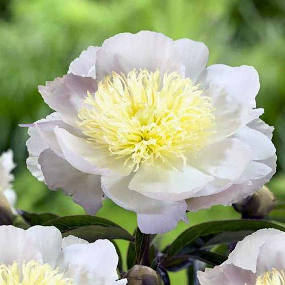 Primevere Peony - Extremely Large Creamy White Flowers - Bareroot 2/3 ...