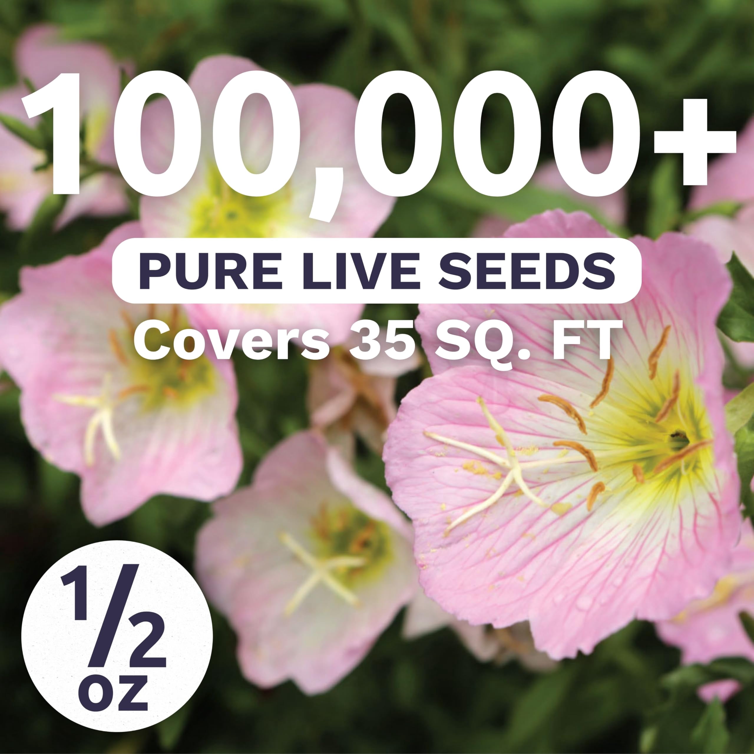 Primrose Evening Showy AJH3 - Large 1/2 Ounce Packet - 100,000 Flower ...