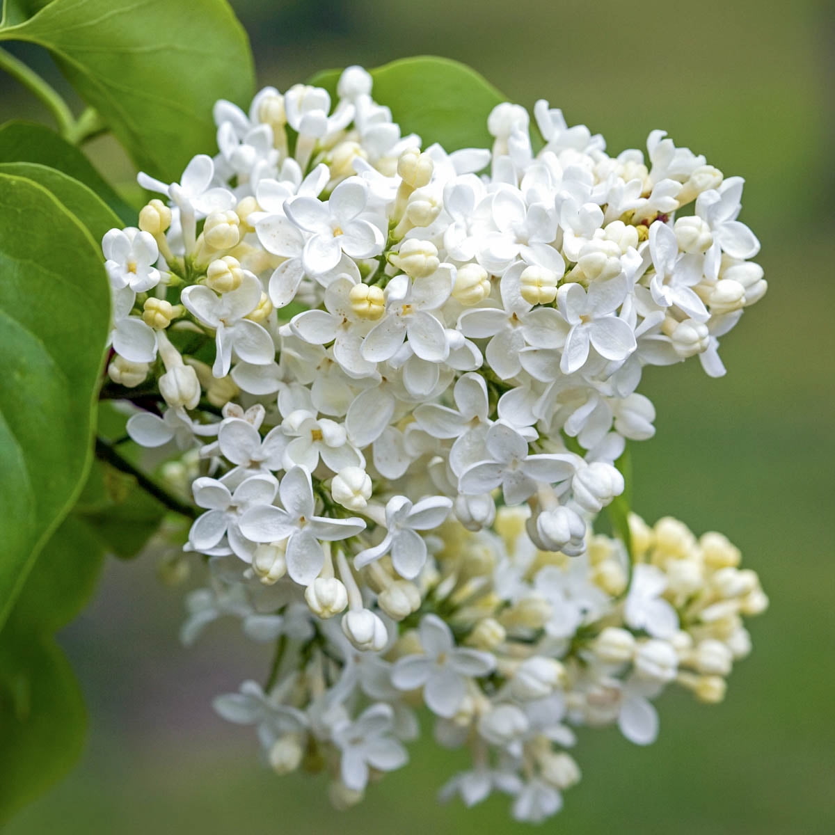 Primrose Lilac Bush Dormant Bare Root Flowering Starter Shrub - Walmart.com
