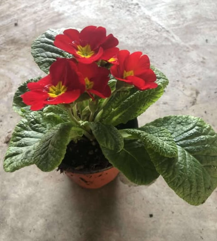Primrose Plant Live in 4 Inch Pot Primrose Flower Plant Wild Flower ...