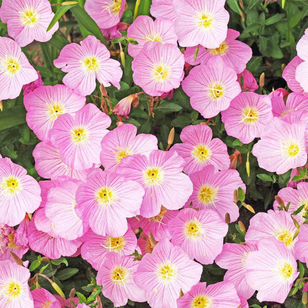 Showy Evening Primrose Seeds - Perennial Oenothera Speciosa 1 LB ...