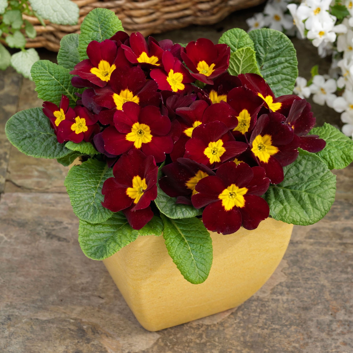 Outsidepride 50 Primula Acaulis Danessa Burgundy Flower Seeds - Walmart.com