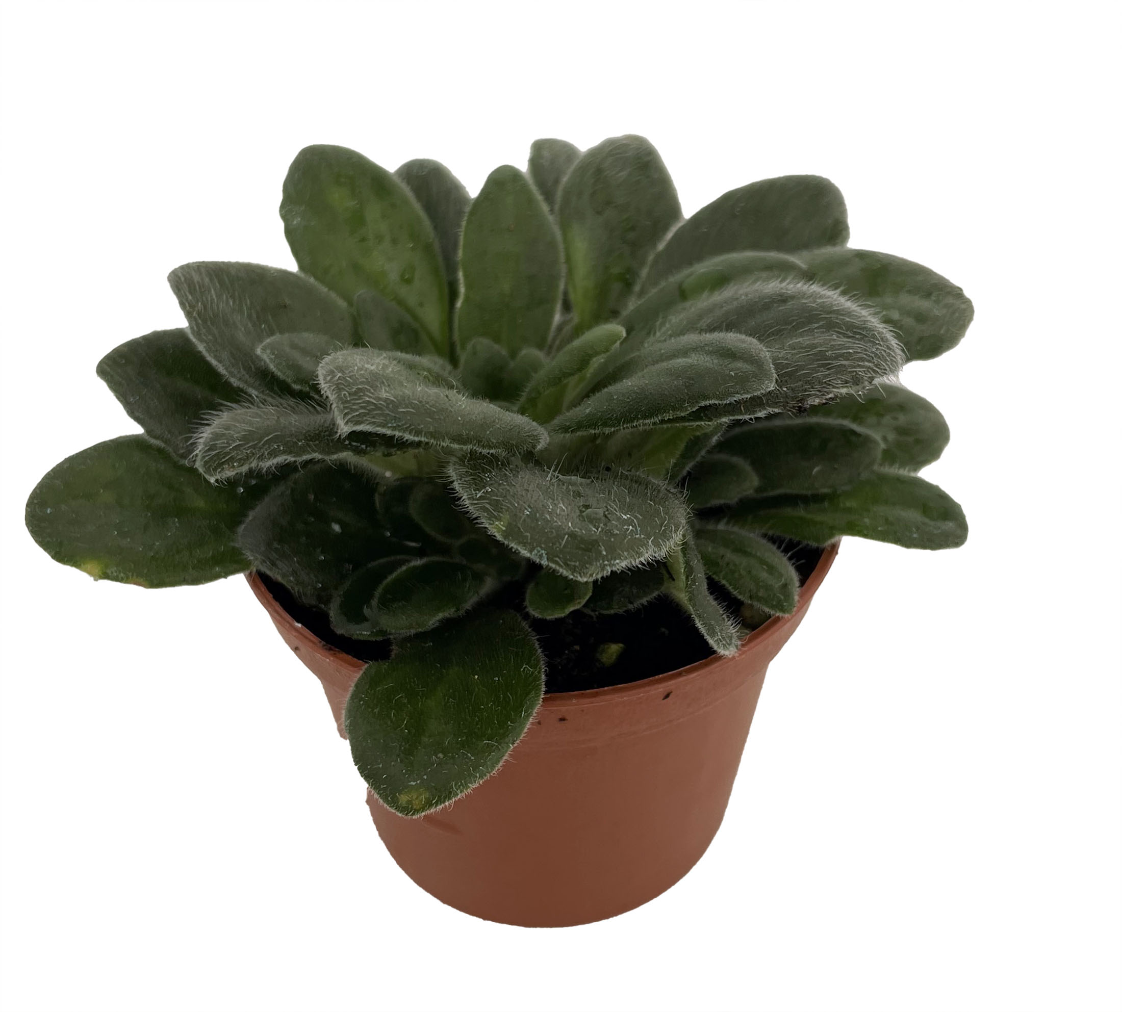 Primulina longgangensis - Asian Violet - 2.5" Pot - Walmart.com