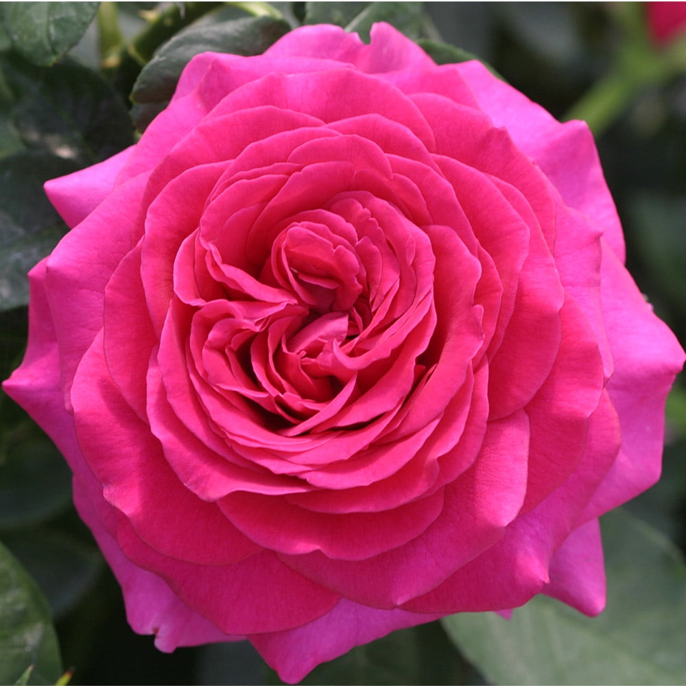 Princess Elise™ Shrub Roses by Heirloom Roses - Magenta Flowers Perfect ...