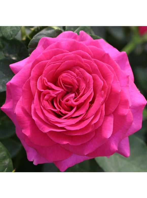 Rose Bushes in Garden Bushes - Walmart.com