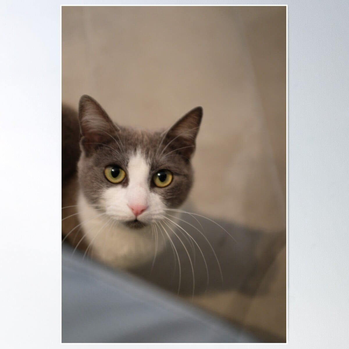 Princess Pepper'S Whiskers And Shadows Poster Wall Art, Modern Wall ...