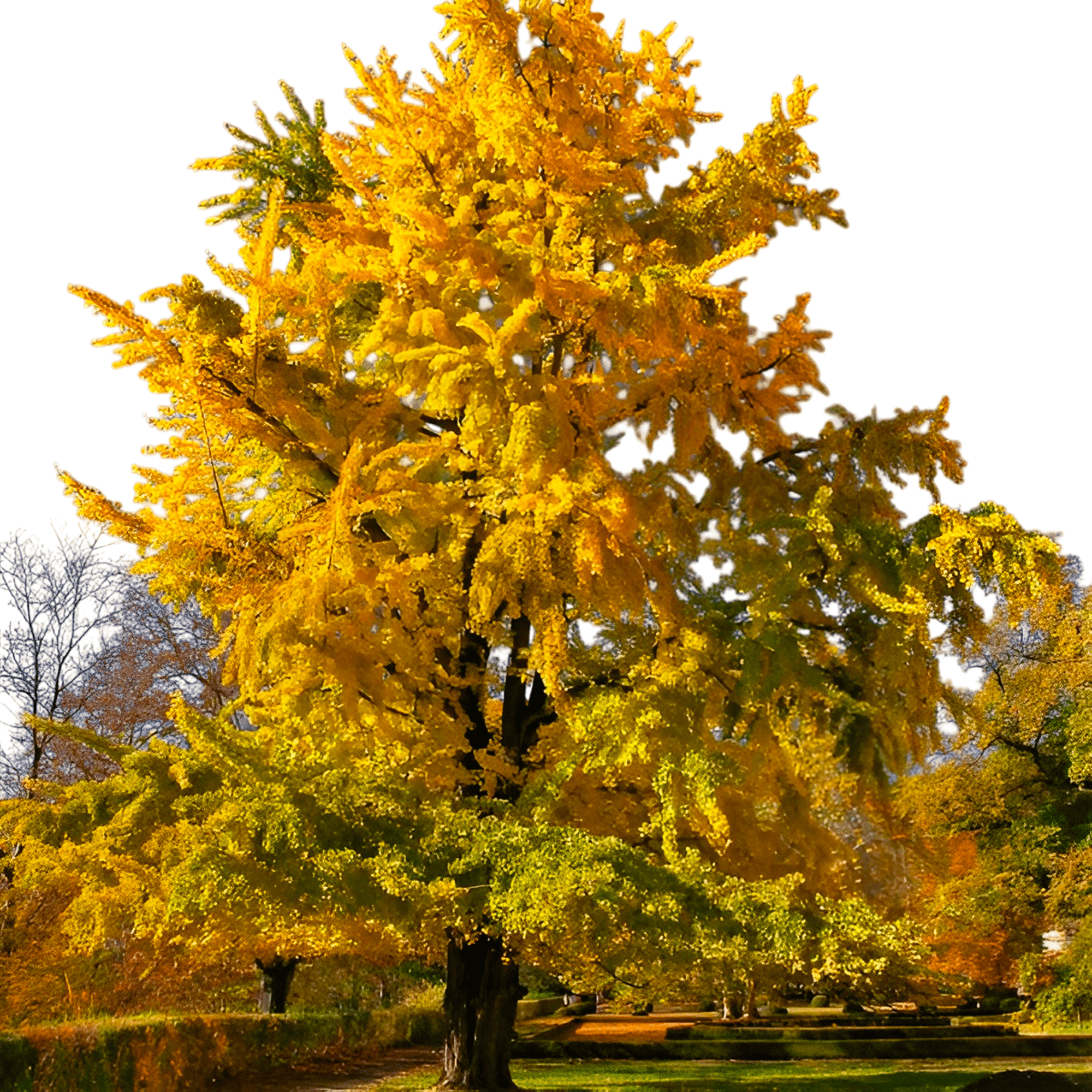 Princeton Sentry Male Ginkgo Tree Live Plant, 3 Gallon Potted ...