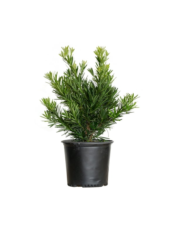 Evergreen Shrubs in Garden Bushes - Walmart.com