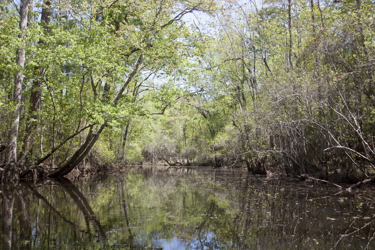 Print: A Canoe Trip Up The Mobile Delta, Which Consists Of ...