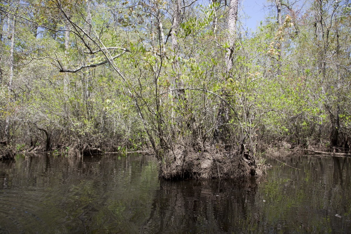 Print: A Canoe Trip Up The Mobile Delta, Which Consists Of ...