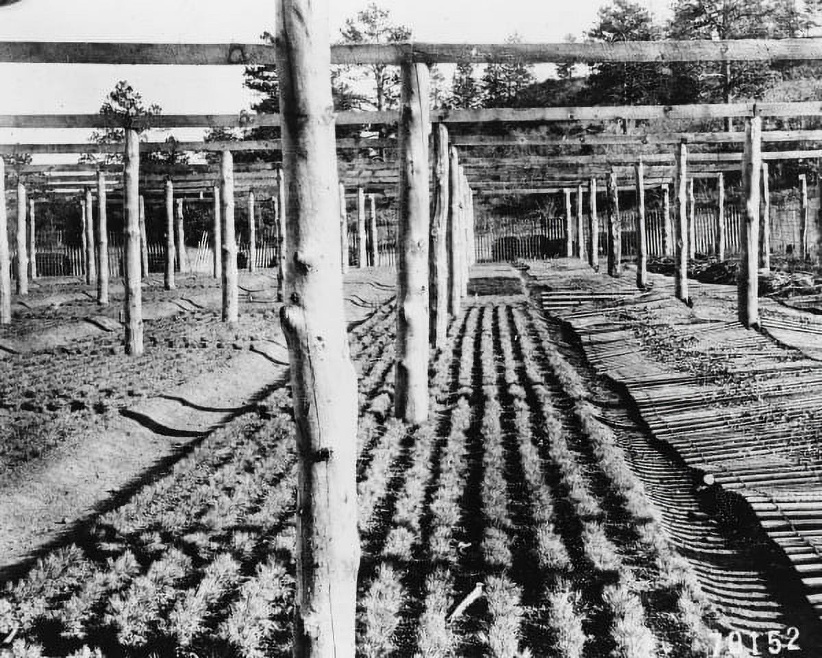 Print: Bed Of One-Year-Old Yellow Pine Trees, Mount Herman Nursery ...