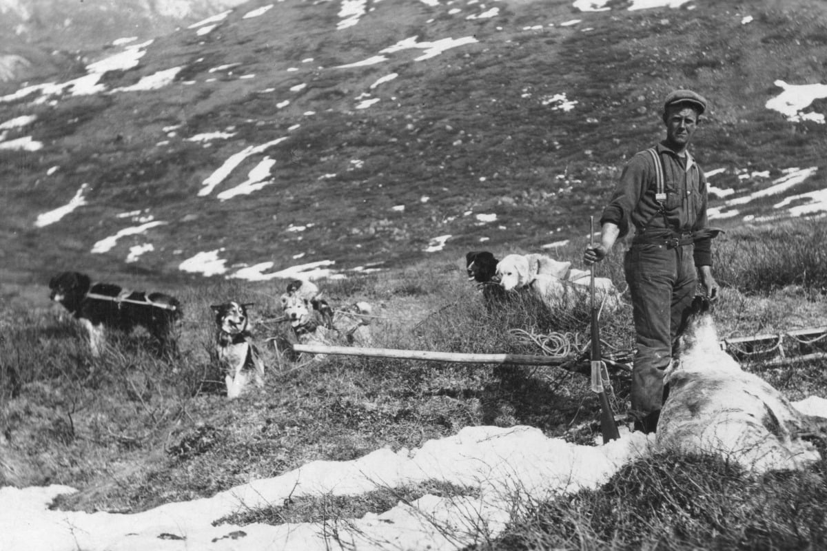 Print: Caribou Shot On The North Side Of Mt. Mckinley And Dog Team ...
