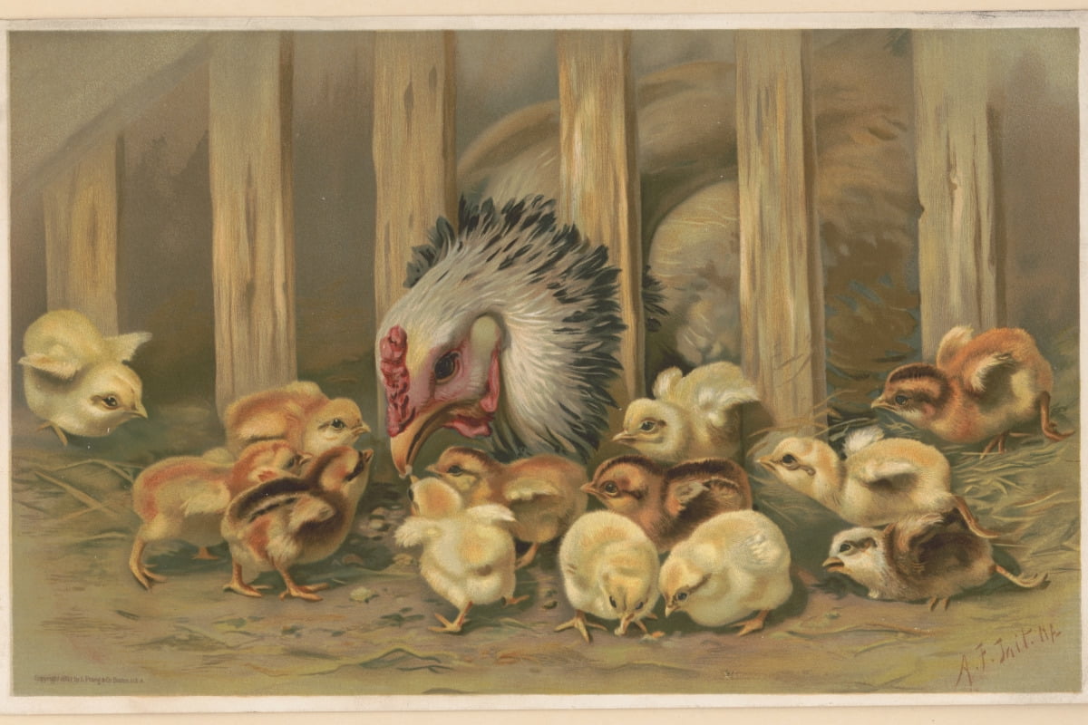 Print: Cluck! Cluck!, 1891 - Walmart.com