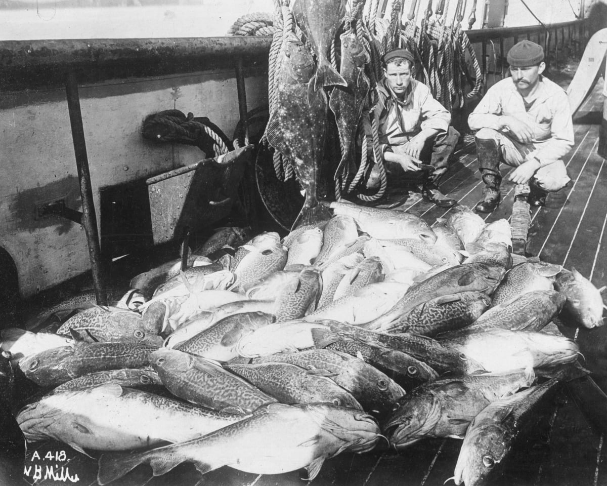 Print: Cod And Halibut, circa 1900 - Walmart.com