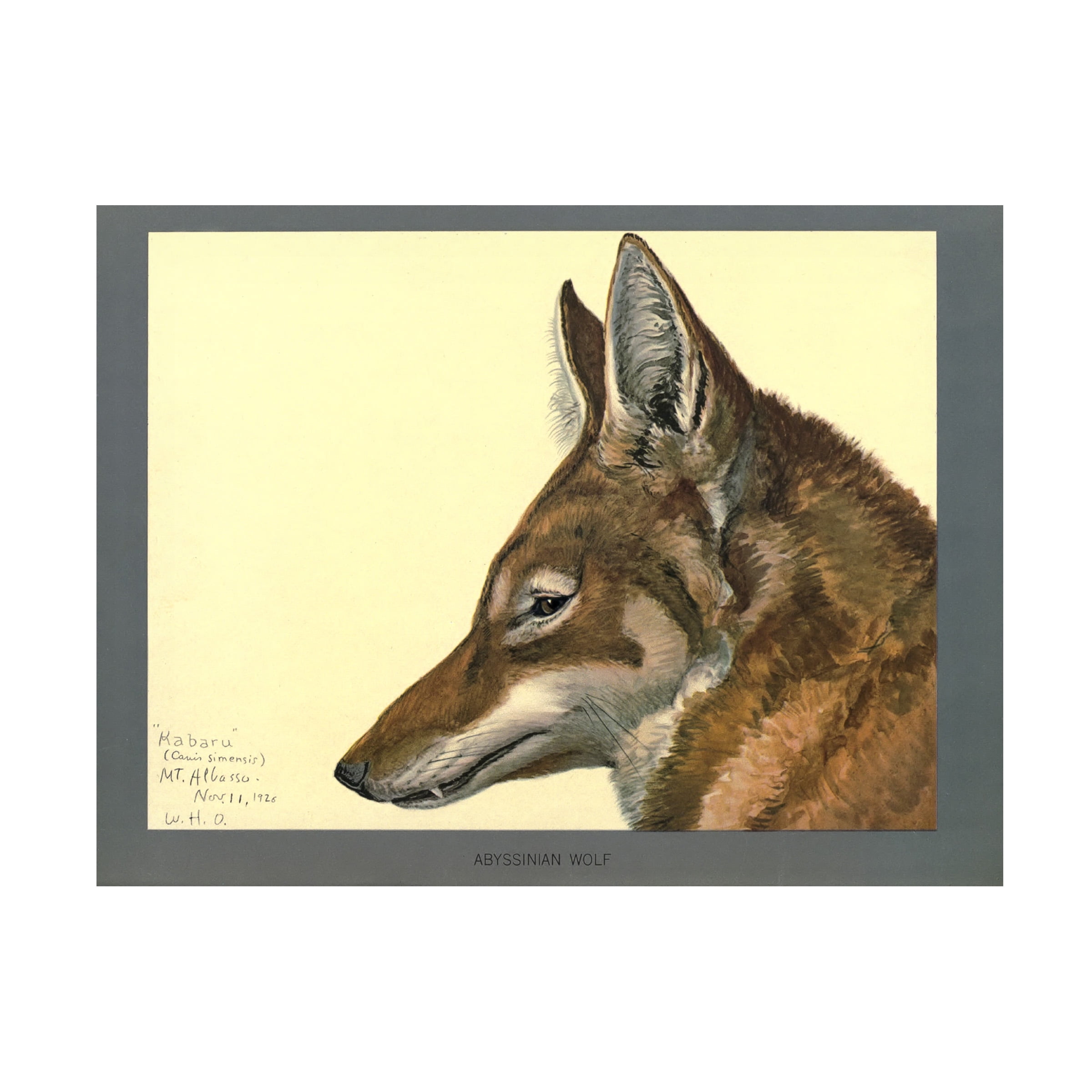 Print Collection 'Abyssinian Wolf' Canvas Art - Walmart.com