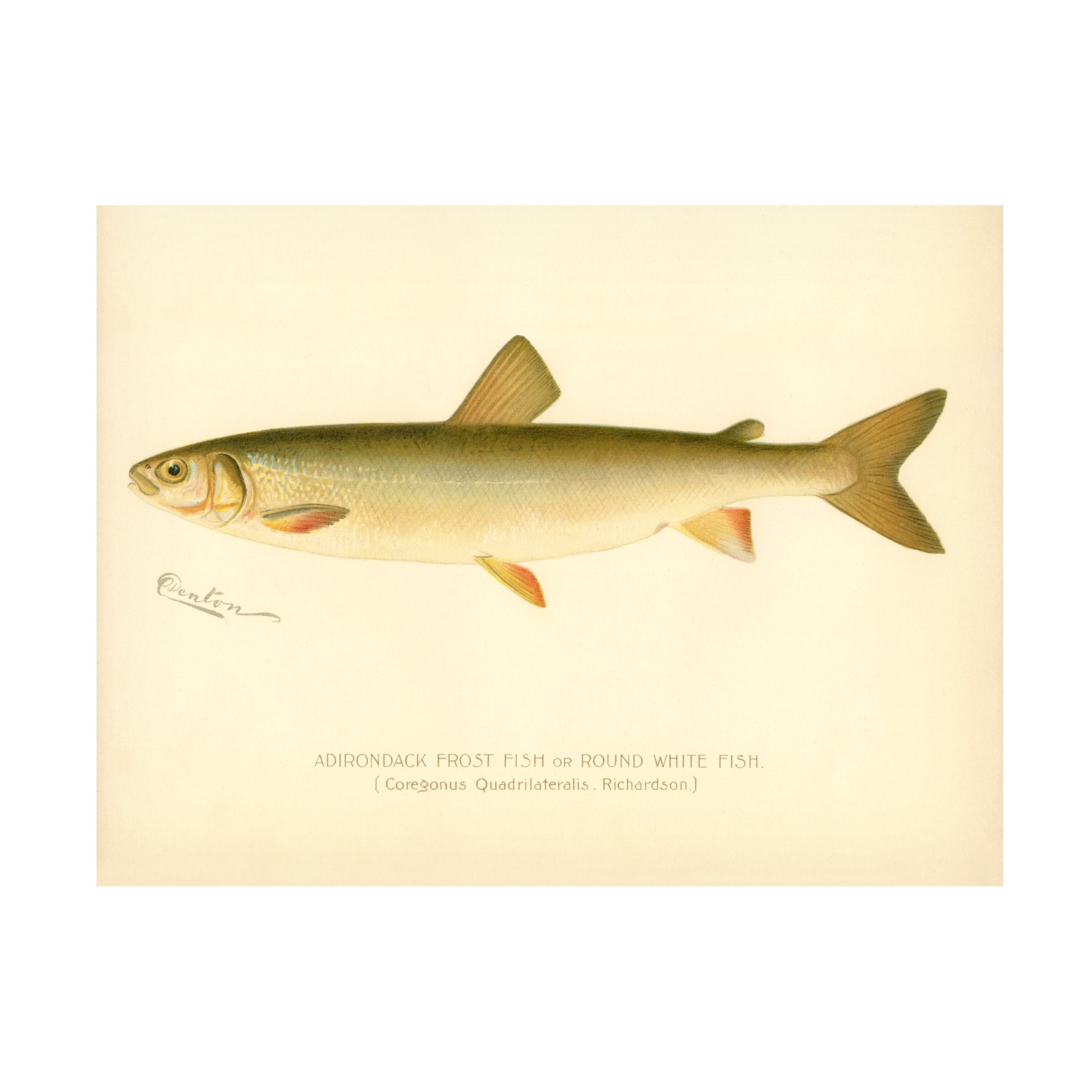 Print Collection 'Adirondack Frost Fish' Canvas Art - Walmart.com