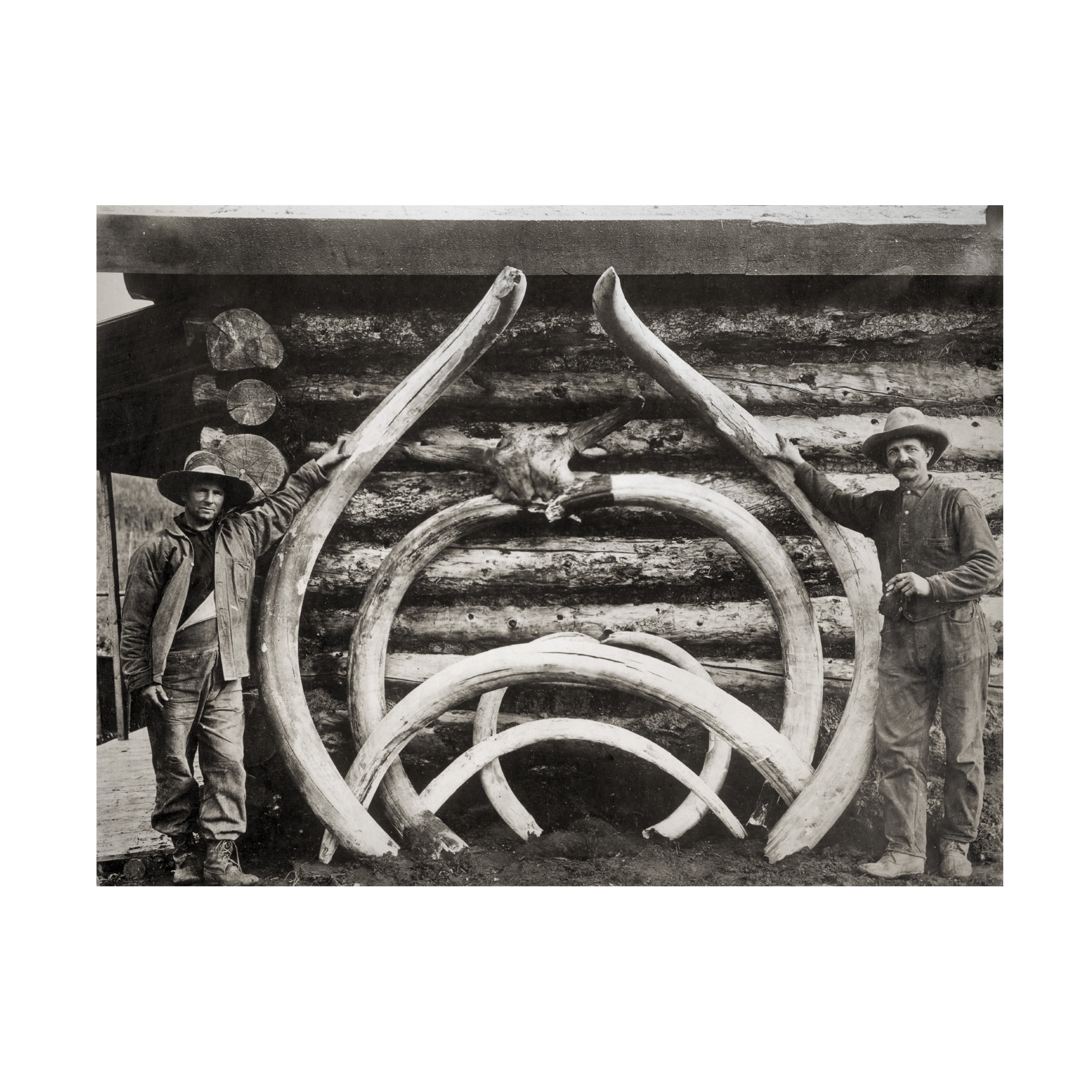Print Collection 'Ancient Bones of Mastodons' Canvas Art - Walmart.com