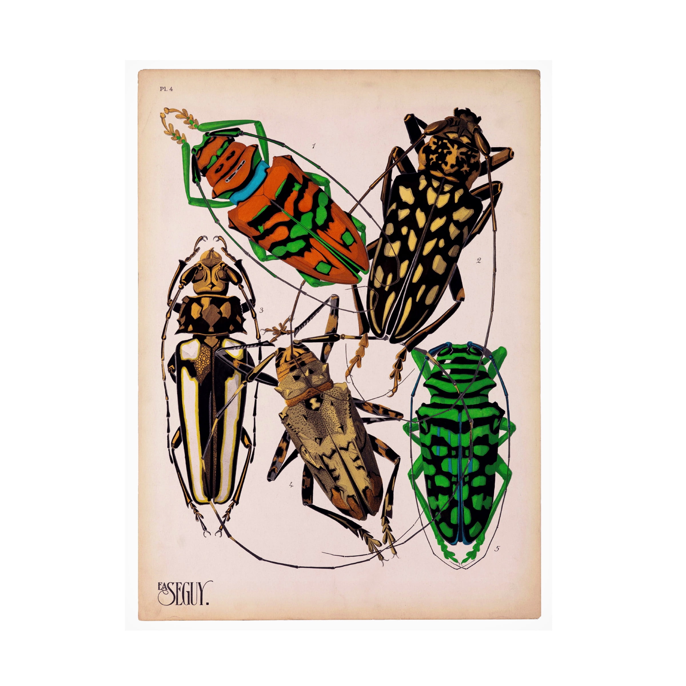 Print Collection 'Insects Plate 14' Canvas Art - Walmart.com