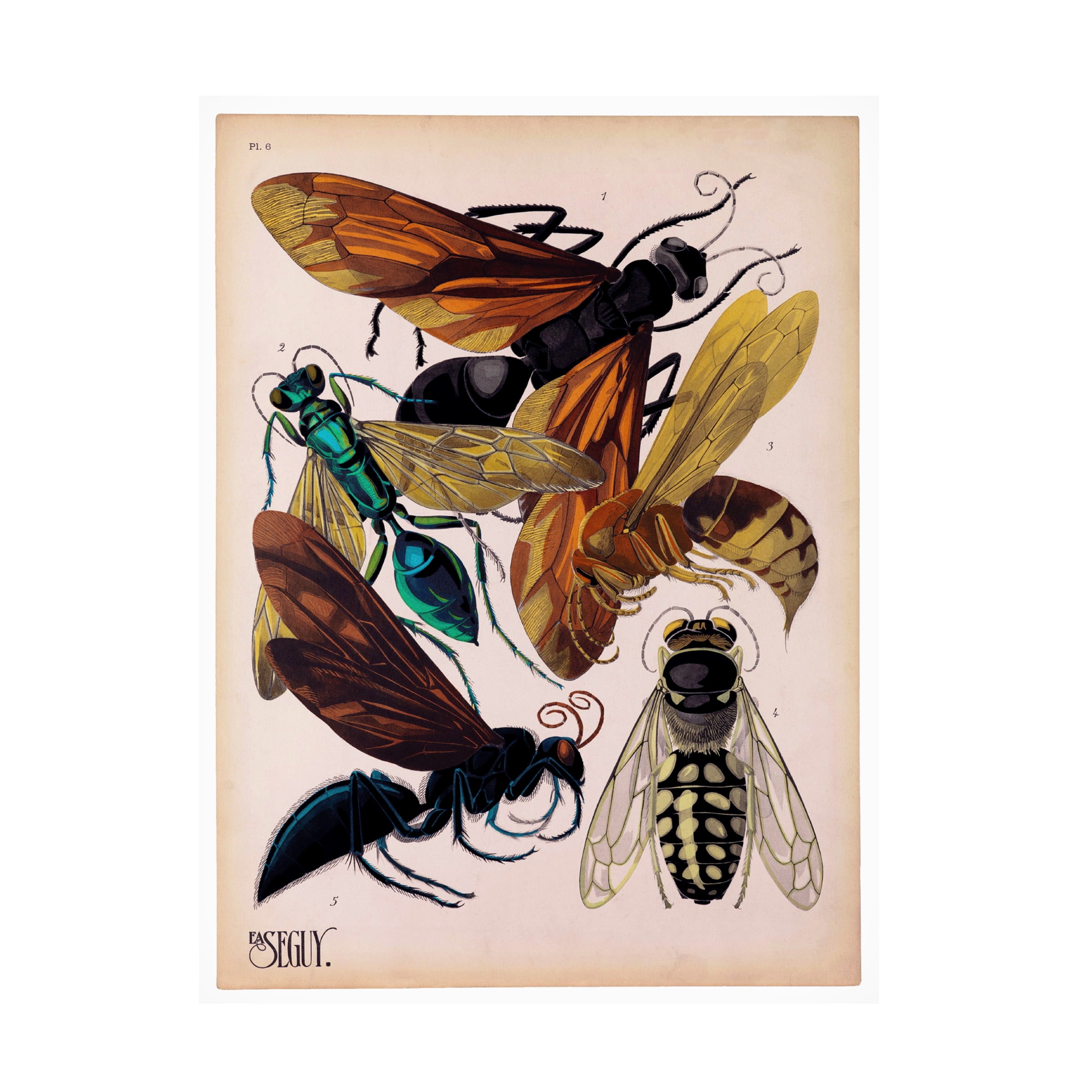 Print Collection 'Insects Plate 15' Canvas Art - Walmart.com