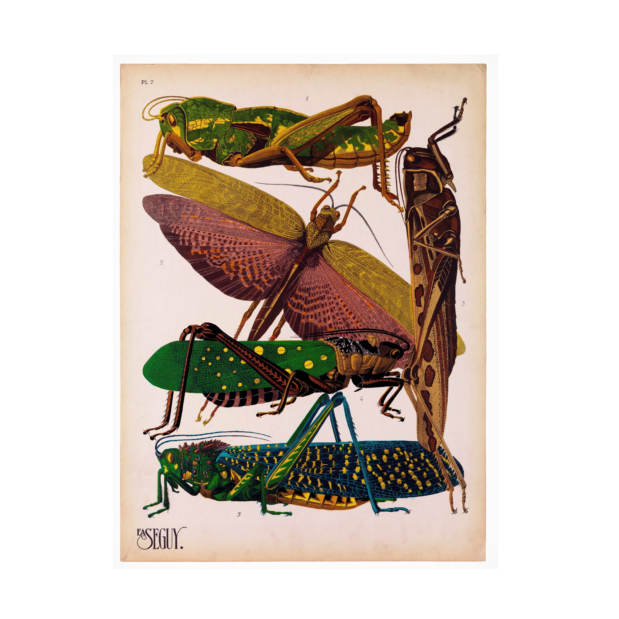 Print Collection 'Insects Plate 16' Canvas Art - Walmart.com