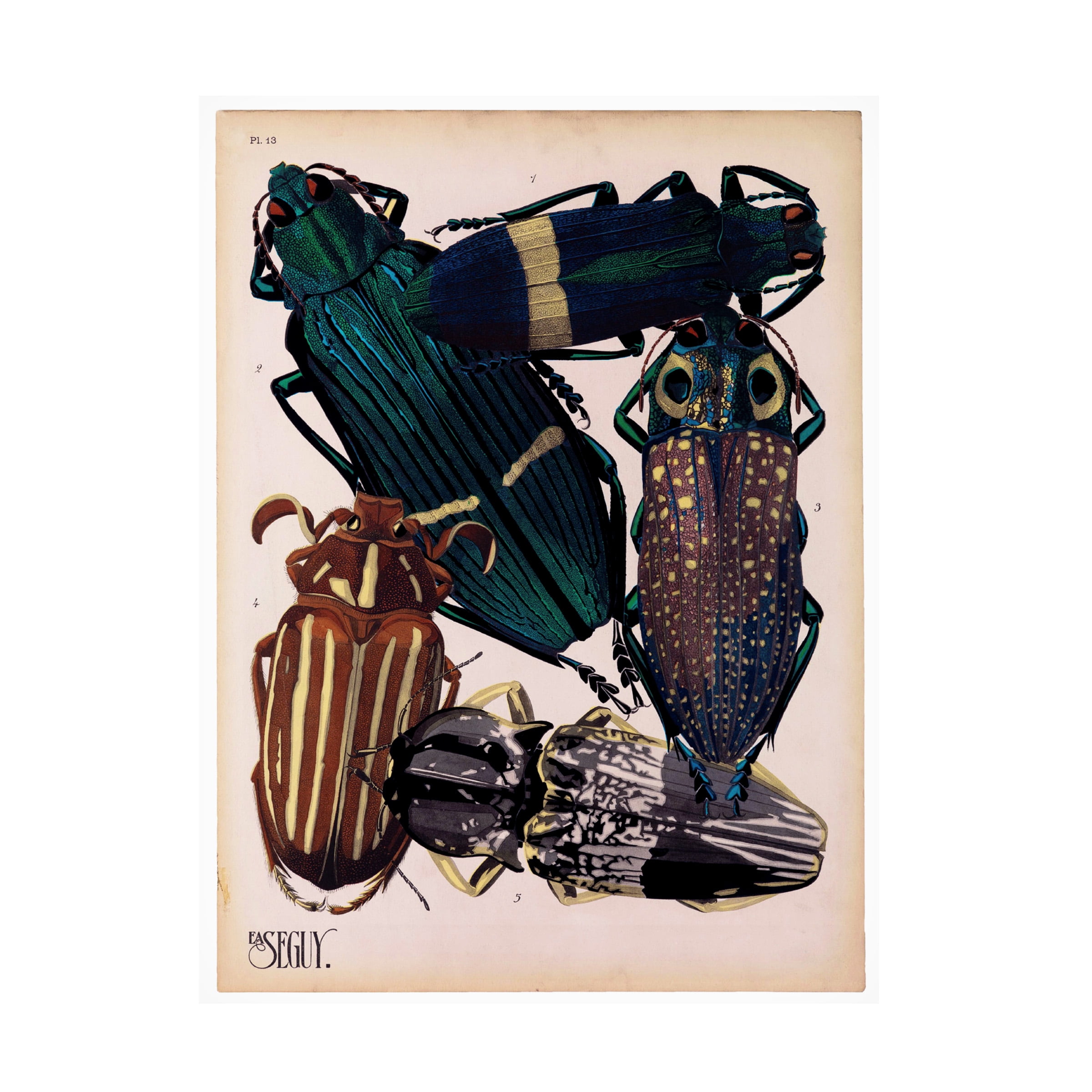 Print Collection 'Insects Plate 4' Canvas Art - Walmart.com