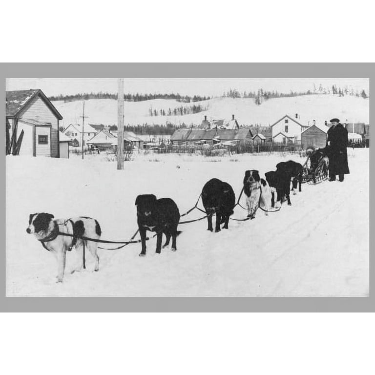 Dog Sled Team Drawing