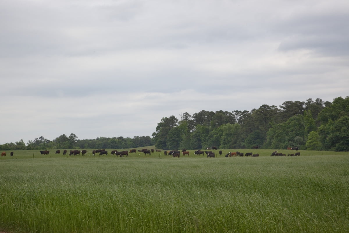Print: Meadowbank Farm Located On Highway 84 In A Bend Of The Alabama ...