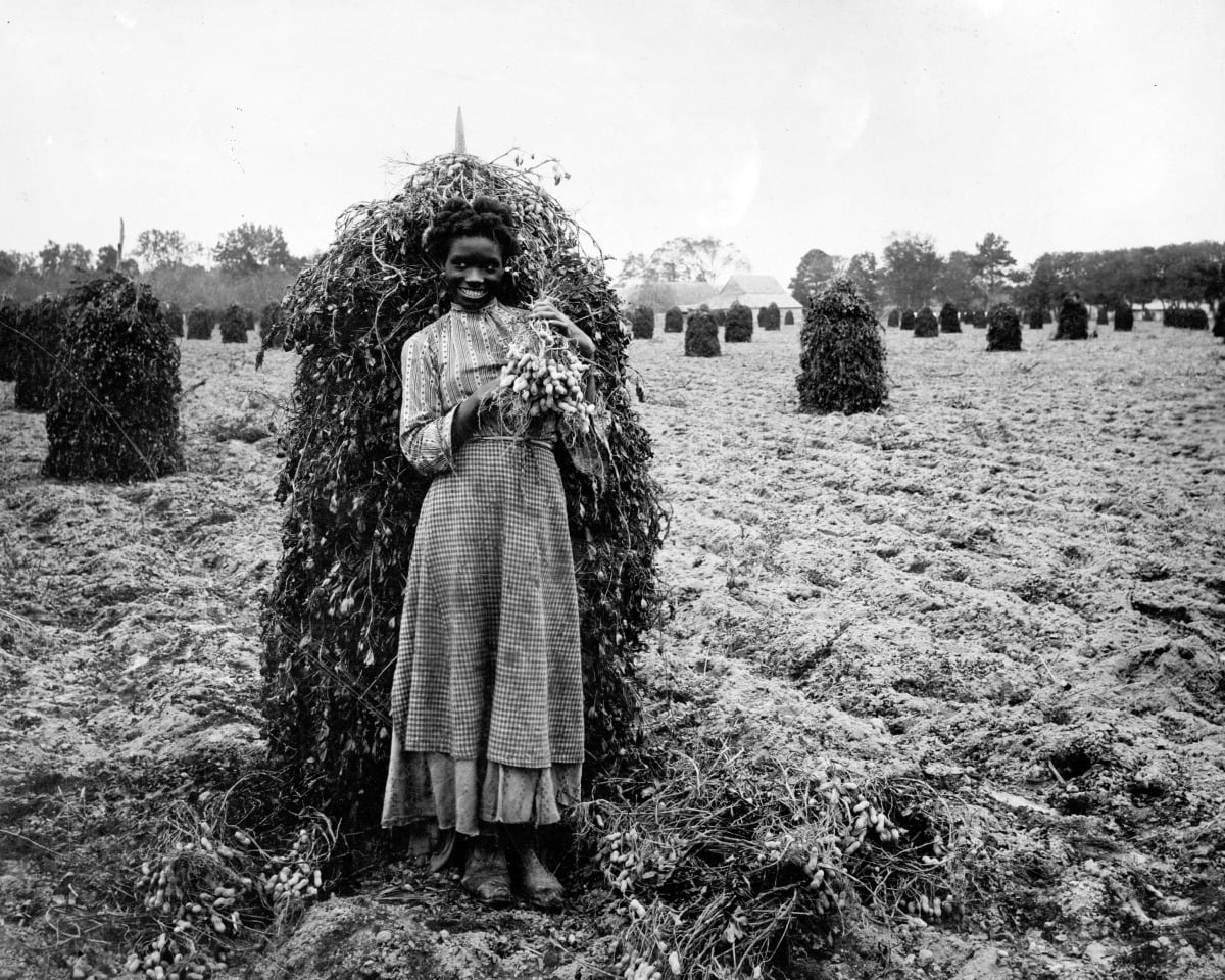 Print: Polly In The Peanut Patch, circa 1900 - Walmart.com