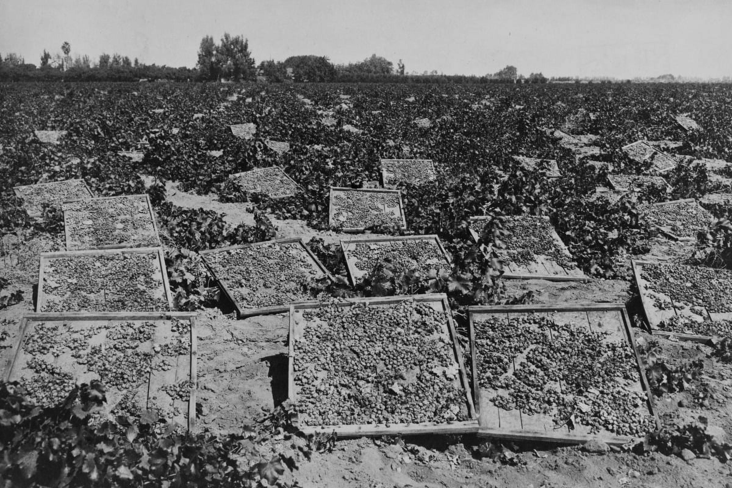 Print: Raisin Drying Racks In A Vineyard, At Fresno, Cal., 1901 ...