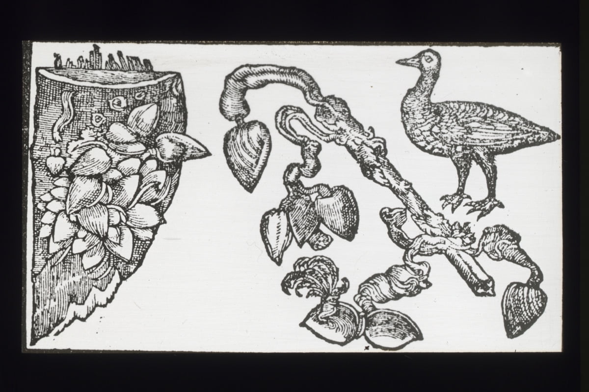 Print: Reproduction Of Print Showing Goose Tree, circa 1915 - Walmart.com