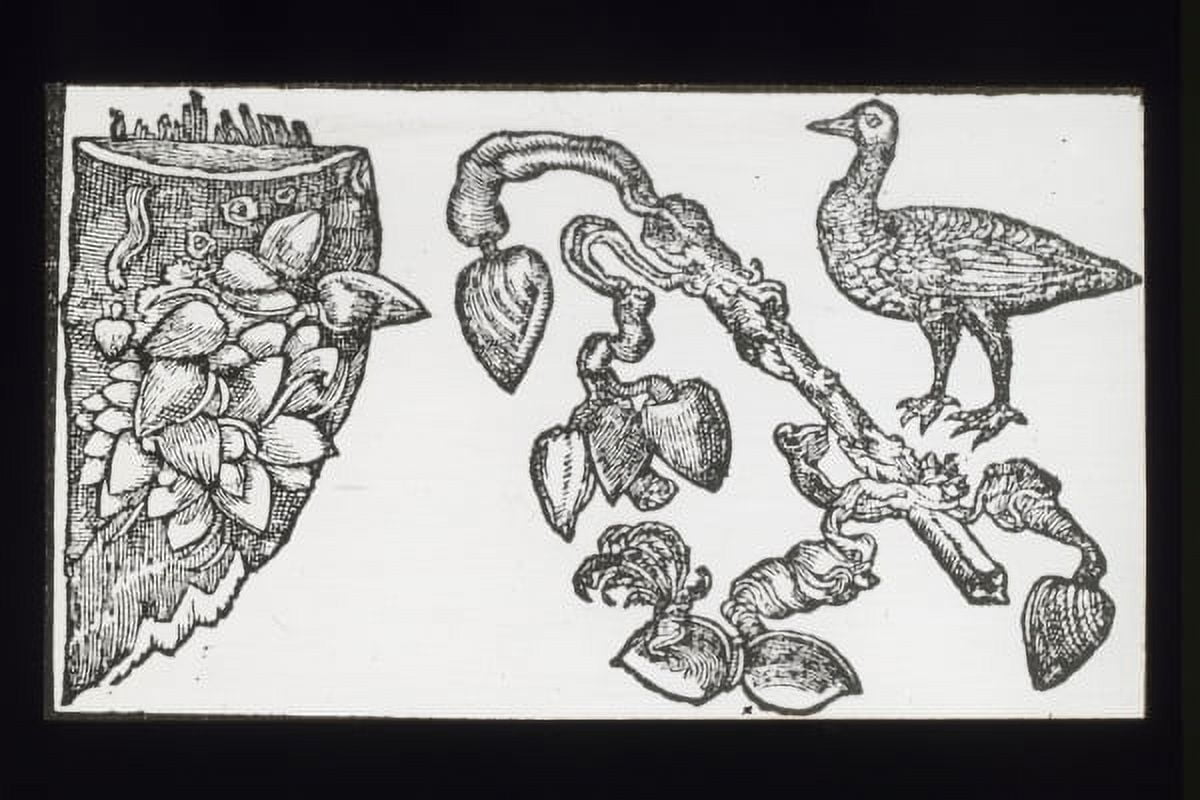 Print: Reproduction Of Print Showing Goose Tree, circa 1915 - Walmart.com