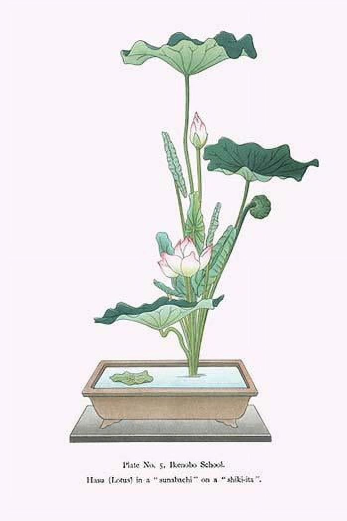 Print from a collection of Japanese flower arrangements known as Ikebana. Hasu (Lotus) in ...