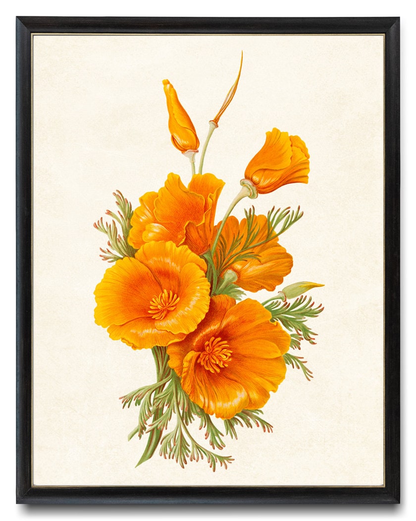Printable California Poppies, Vintage Flower Illustration, Poppy Art ...