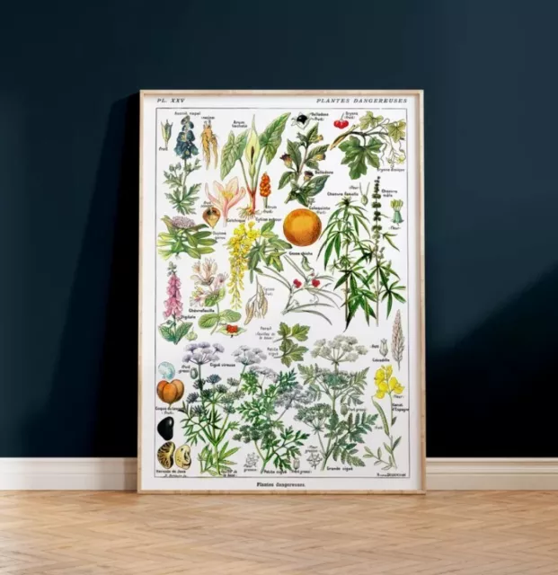 Printable Dangerous Plants Poster Poisonous Plants Illustration NO ...