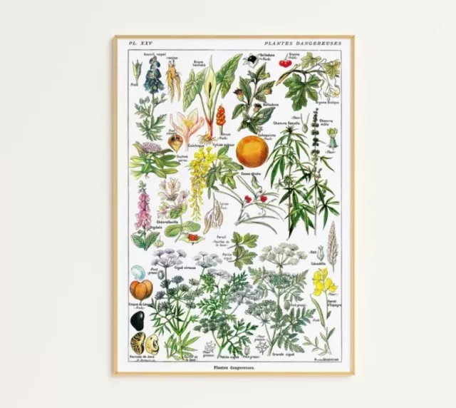 Printable Dangerous Plants Poster Poisonous Plants Illustration NO ...