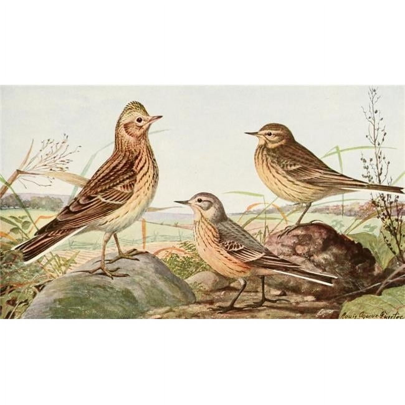 Printable Heaven Birds of America 1923 Skylark & Pipit Poster Print by ...