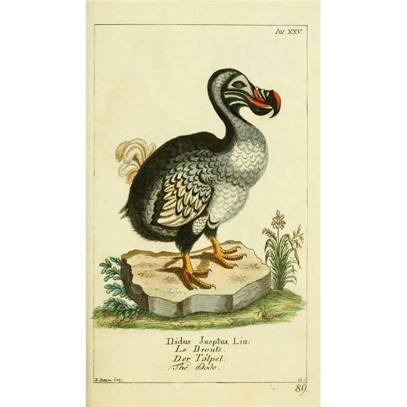 Printable Heaven Naturgeschichte Des Thierreichs 1780 Dodo Poster Print ...