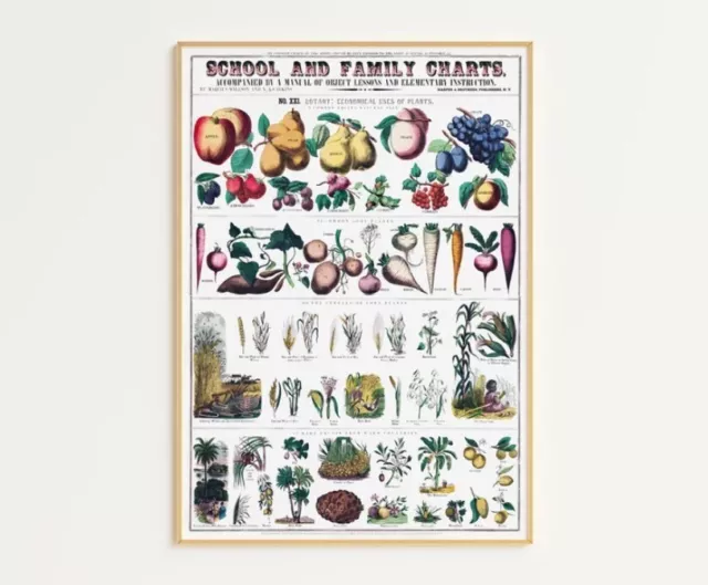 Printable Vintage Botanical Chart Vintage Educational Posters NO FRAMED ...
