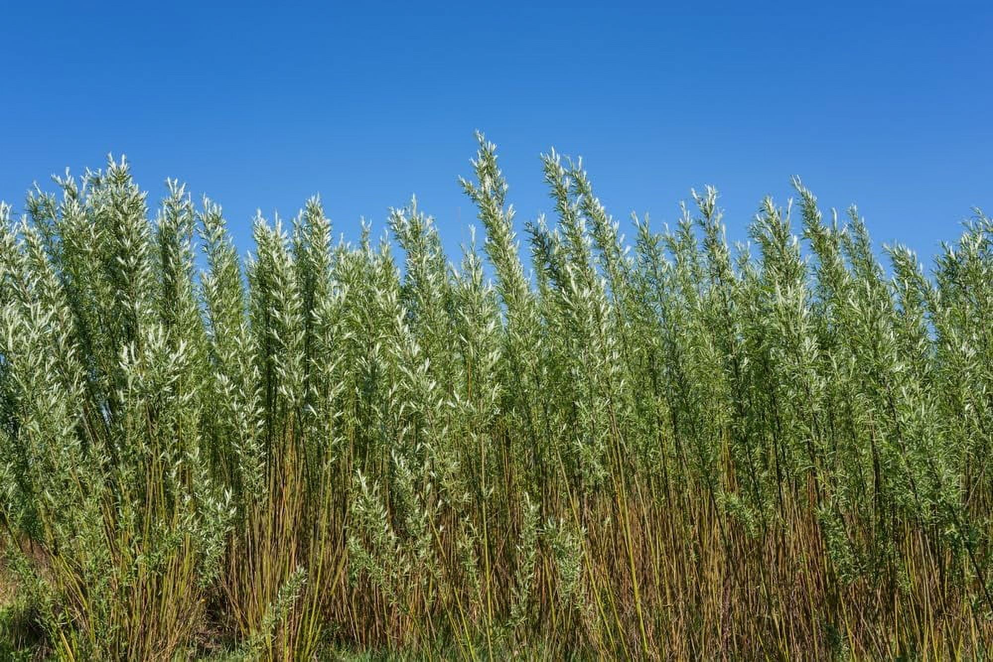 Privacy Trees for Planting | Fast Growing Aussie Willow | Grow a ...