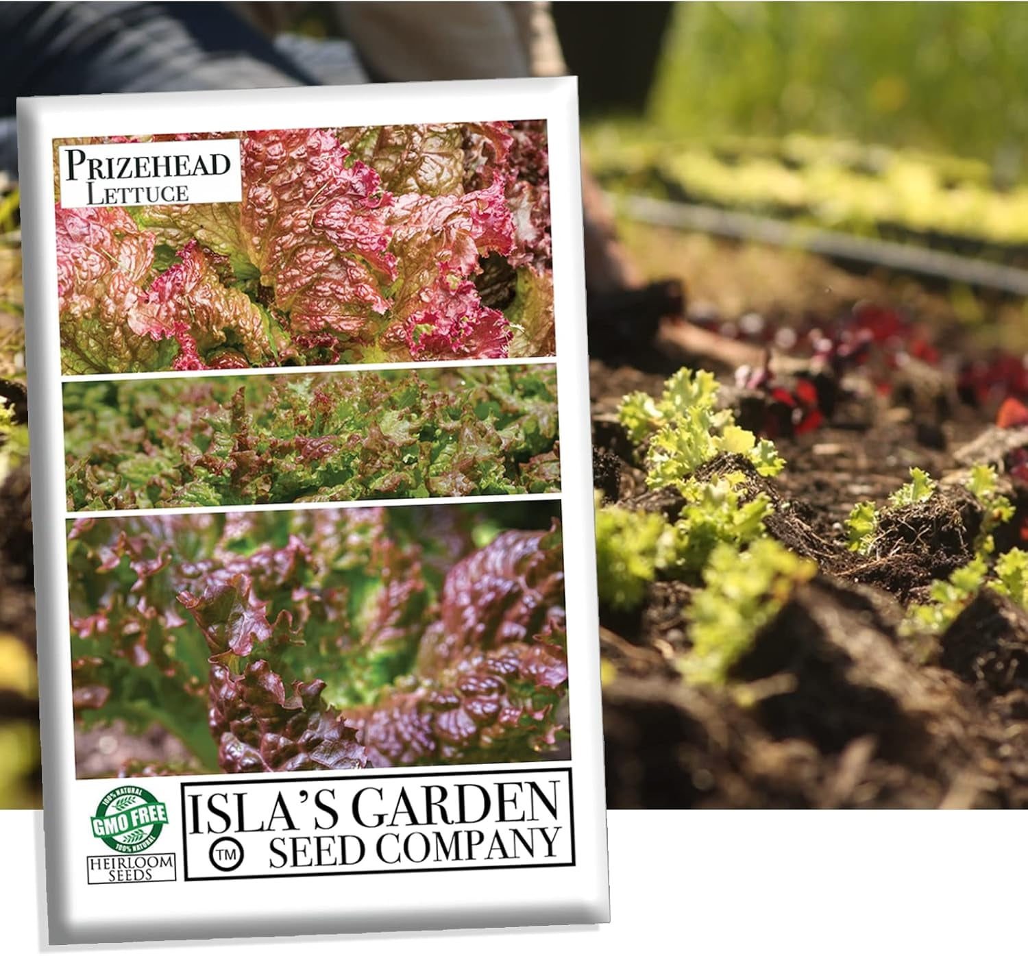 Prizehead Lettuce Seeds - 1000+ Non-GMO Heirloom Seeds, Lactuca sativa ...