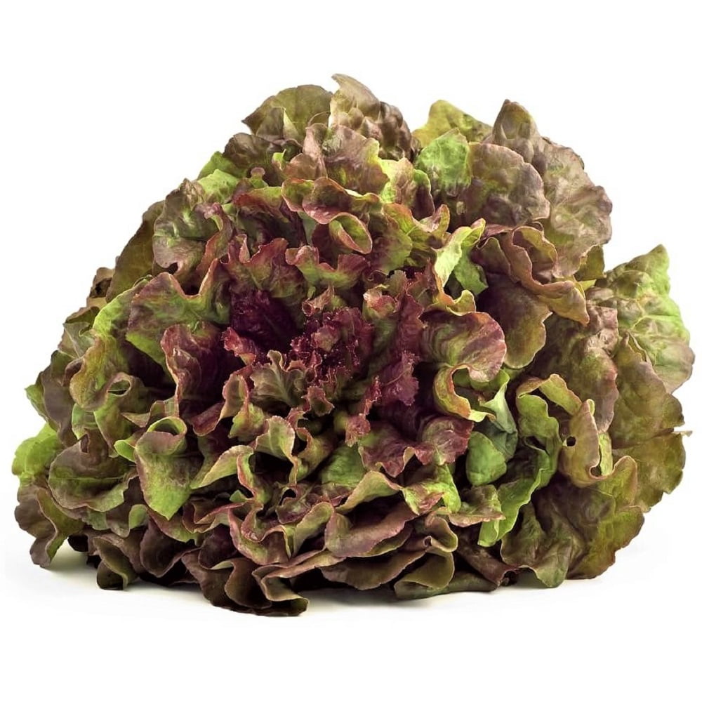 Prizehead Lettuce Seeds - 200 Count Seed Pack - Produces Luscious Slow ...