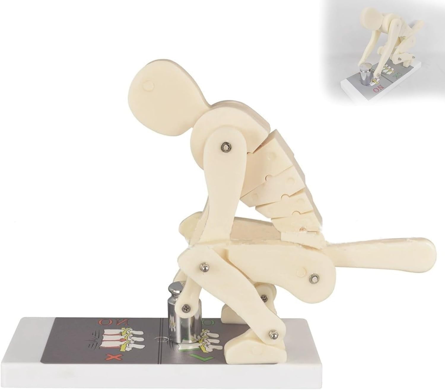 Pro Correct Lifting Model, Human Weightlifting Spine Force ...