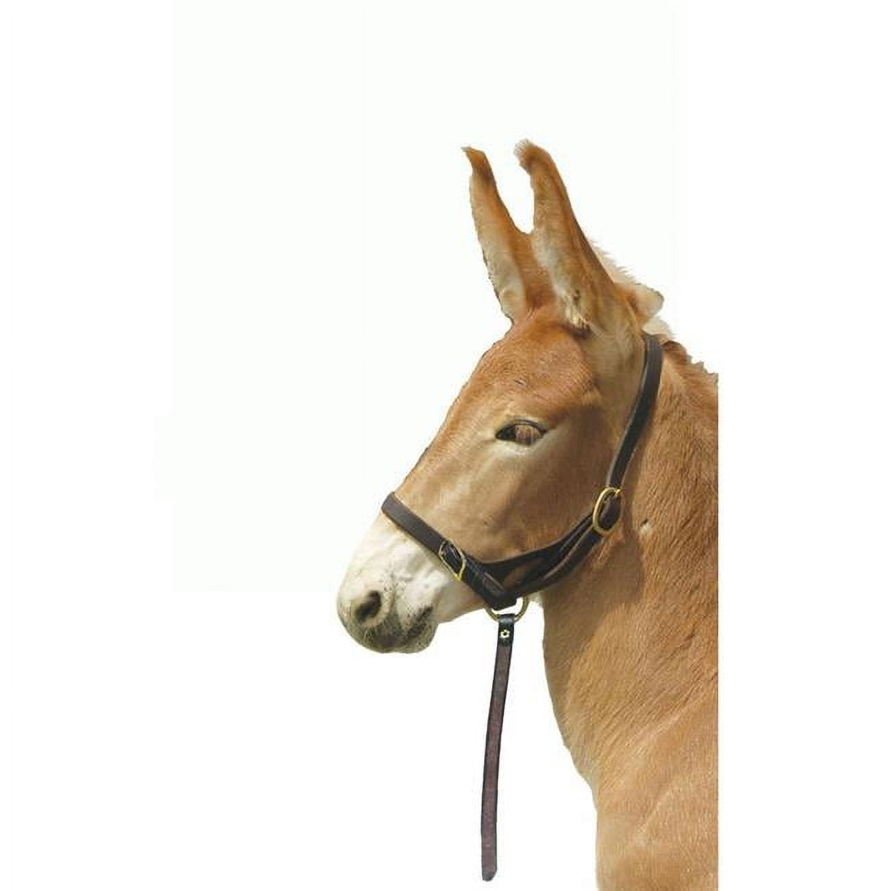 Pro-Trainer H410 Leather Foal Slip Halter with Grab Strap - Walmart.com