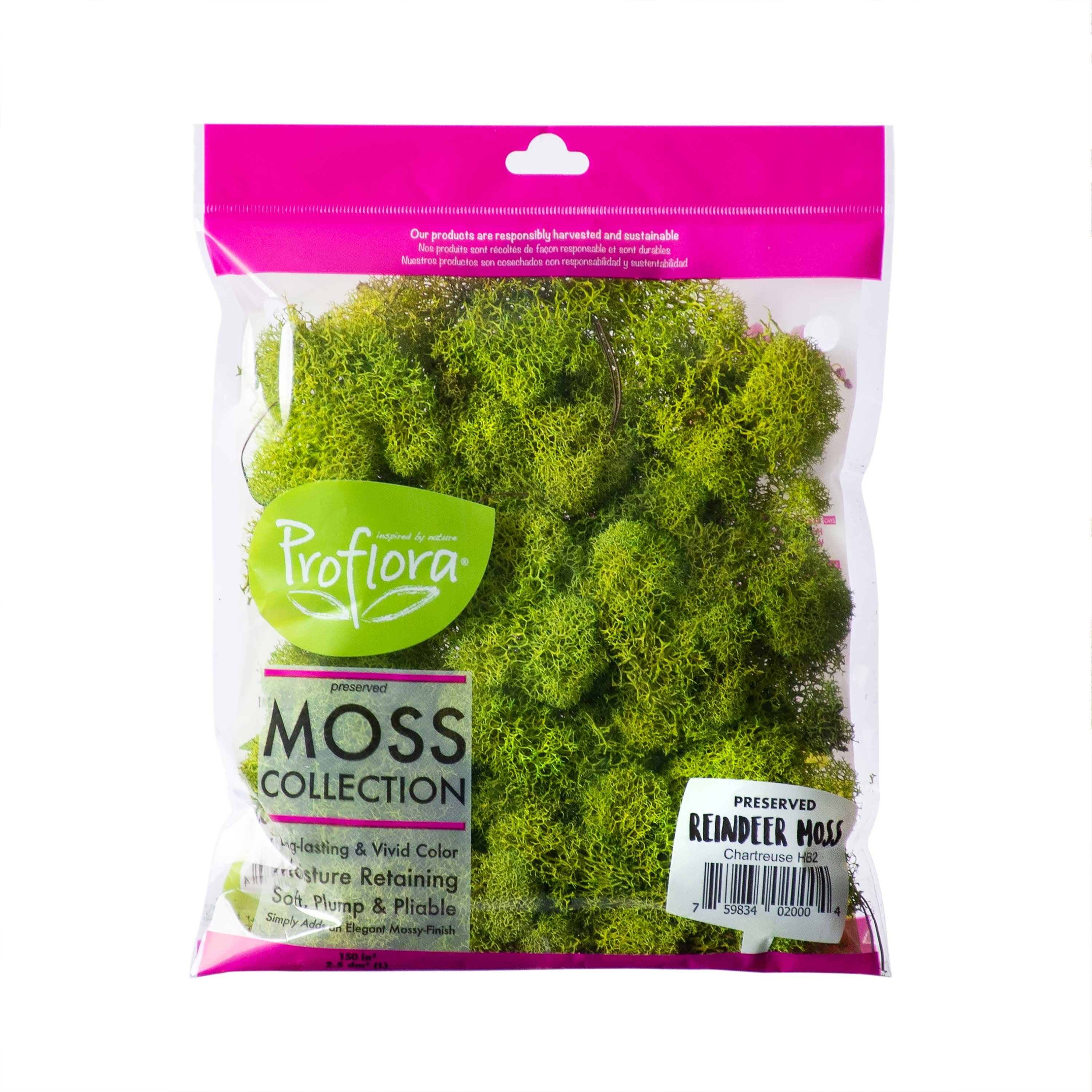 ProFlora Preserved Reindeer Moss, Chartreuse Green - Walmart.com