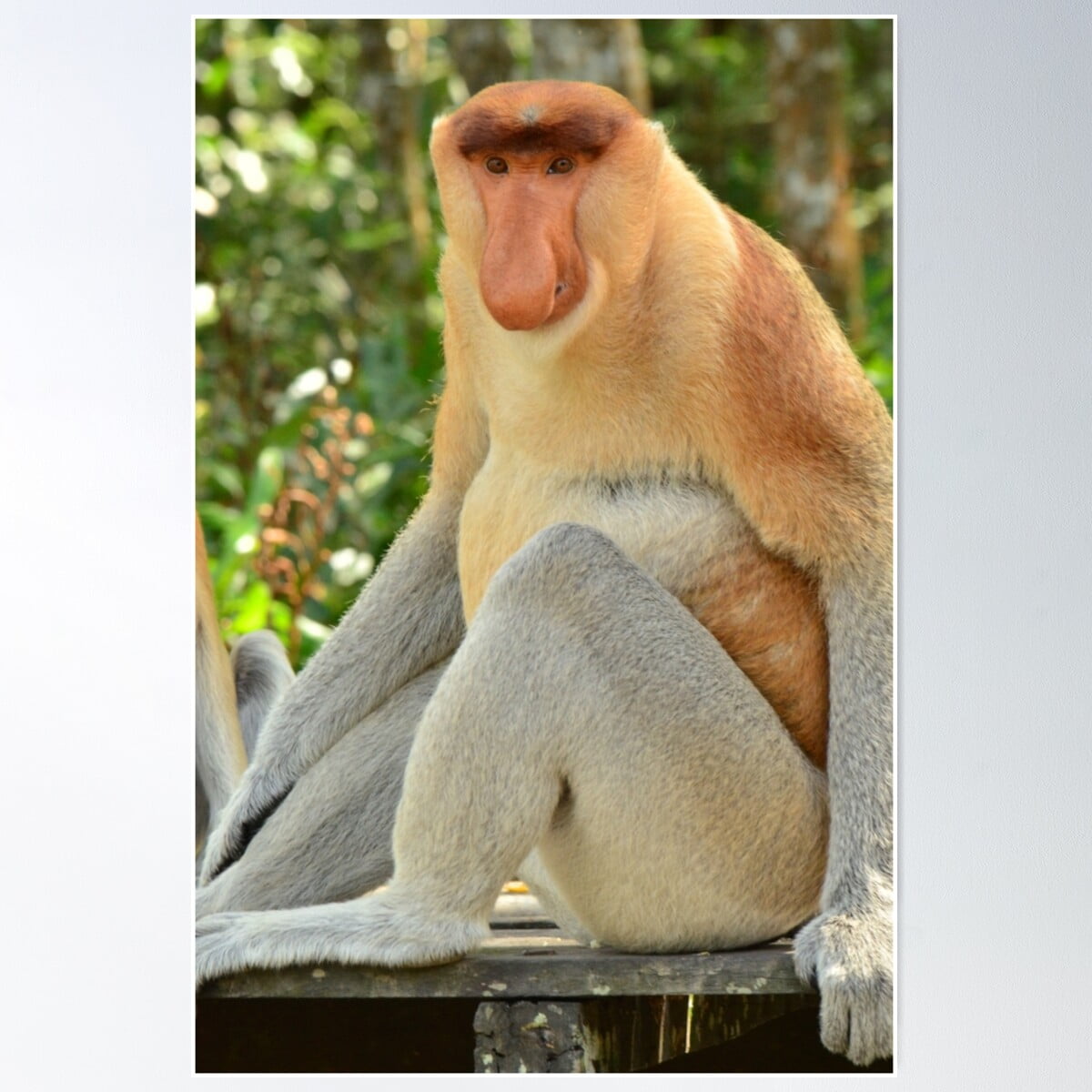 Proboscis Monkey Poster Wall Art, Modern Wall Decor For Living Room ...
