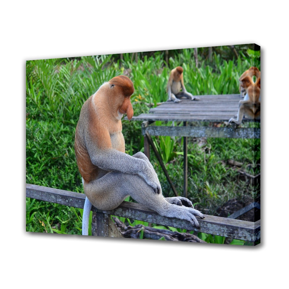 Proboscis Monkey Proboscis Borneo Canvas Poster Bedroom Decor Sports Landscape Office Room Decor ...