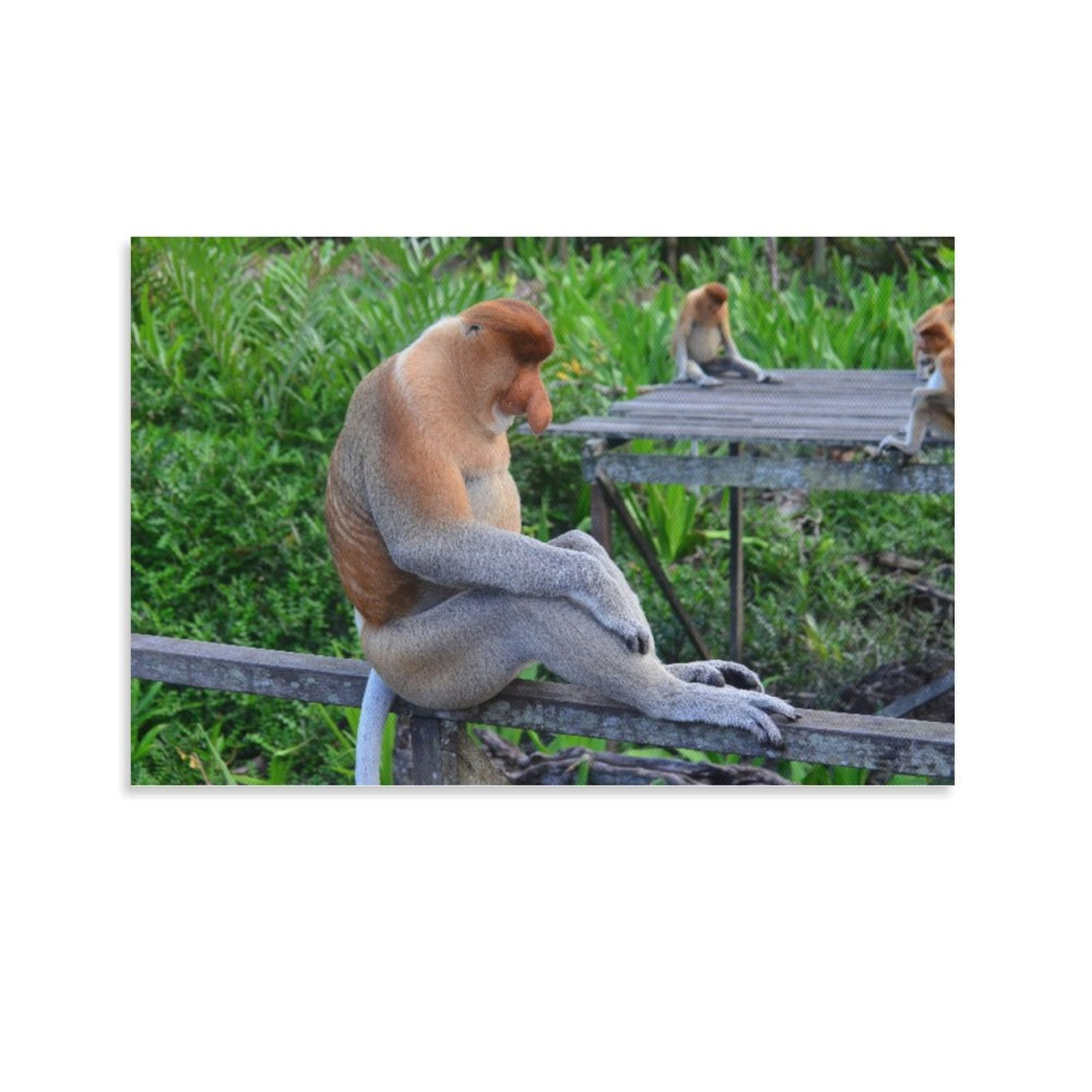 Proboscis Monkey Proboscis Borneo Poster Decorative Painting Canvas Wall Art Living Room Posters ...