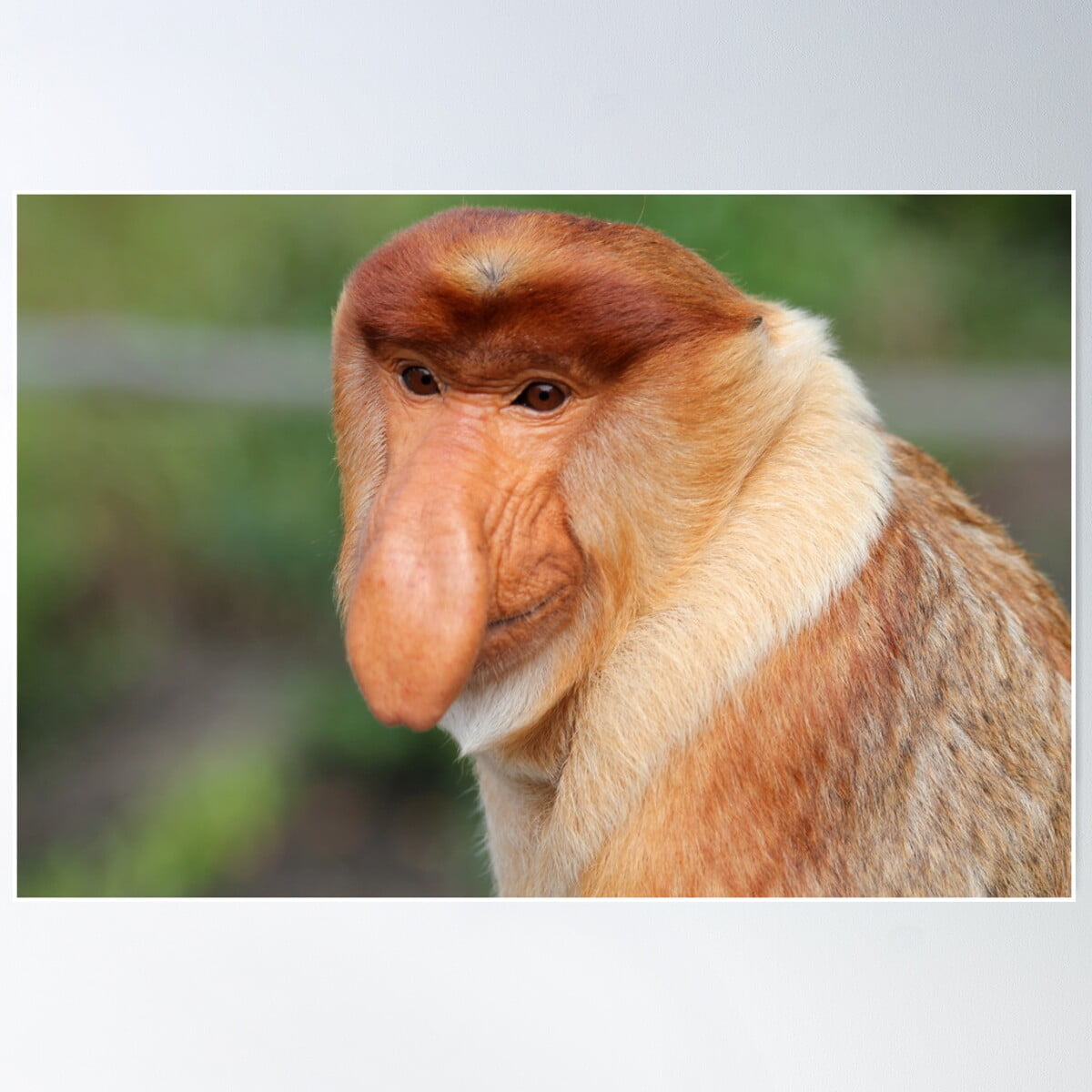 Proboscis Monkey Smile - Borneo, Malaysia Poster Wall Art, Modern Wall Decor For Living Room ...